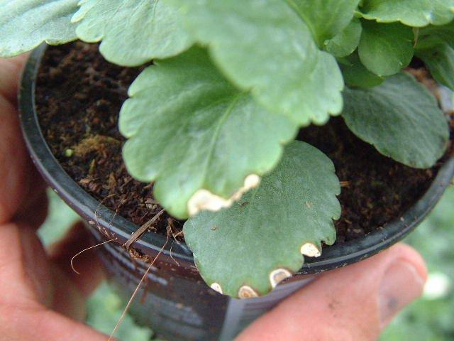 Spotlight on leaf spots